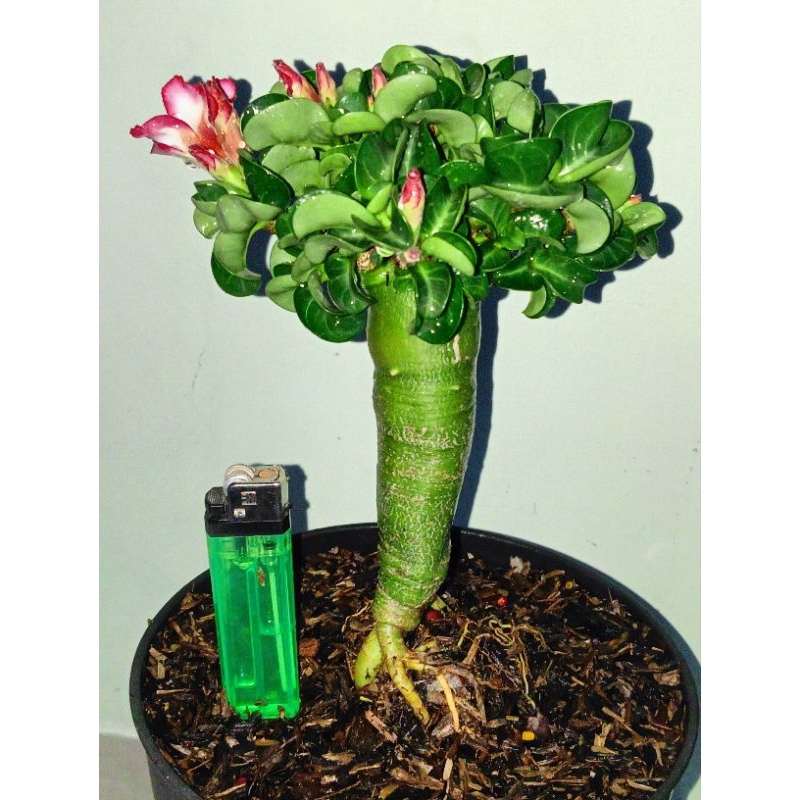 Jual Adenium DHA . MEDUSA ( style LC ) | Shopee Indonesia