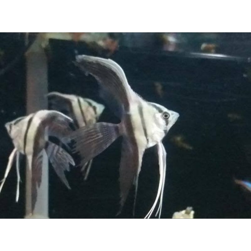 Jual Manfish BW Slayer | Shopee Indonesia