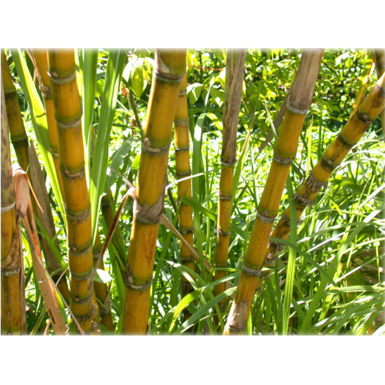 Jual tebu kuning manis segar 1 kg bisa untuk bibit | Shopee Indonesia