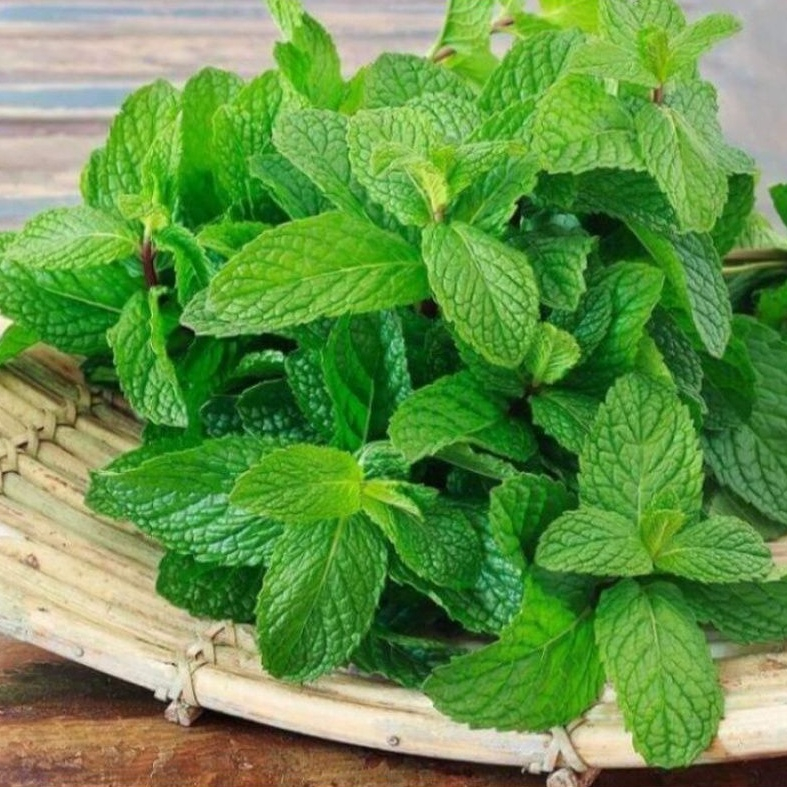 Jual Bibit Tanaman Daun Mint / Pohon Daun Mint Tanaman Herbal Pepermint ...
