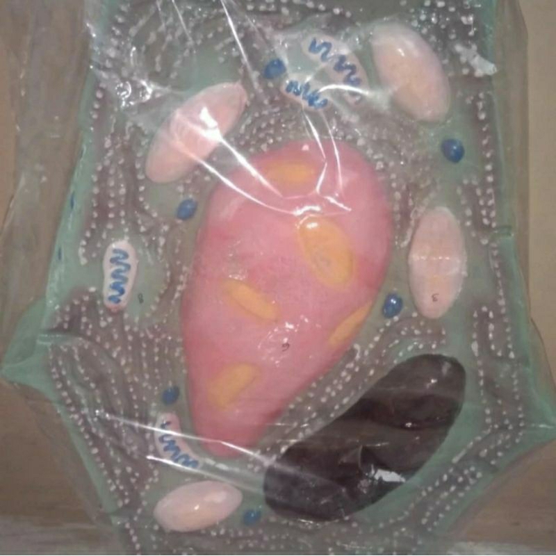 Jual Model sel tumbuhan / alat peraga biologi | Shopee Indonesia