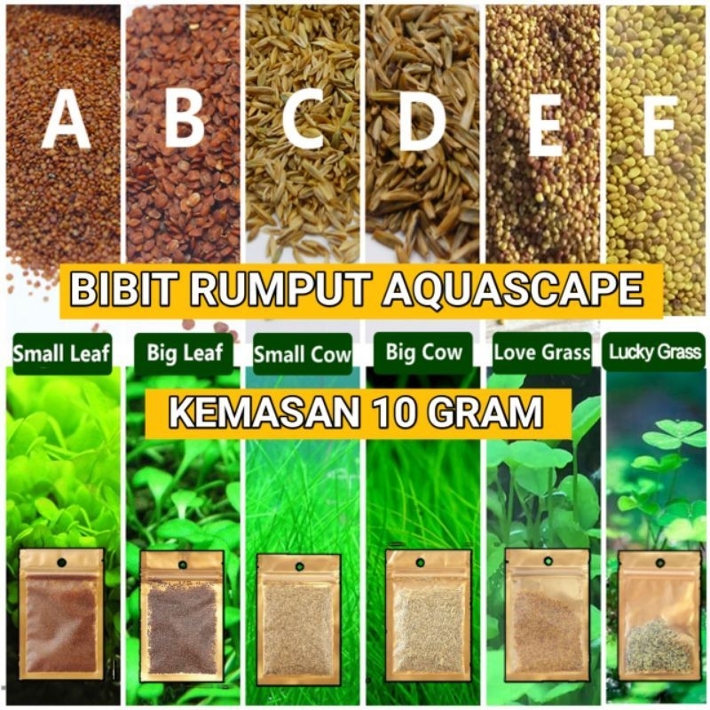 Jual Bibit Rumput Aquascape Benih Bibit Rumput Aquarium Ikan Hias Seed ...