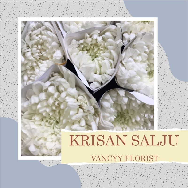 Jual Bunga Krisan Salju Fresh Pertangkai / Bunga Krisan Salju Vancyy ...
