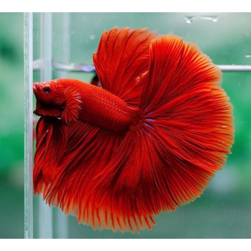 Jual Halfmoon Super Red Male + Gratis Ongkir | Shopee Indonesia