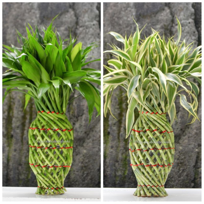 Jual Bambu Hoki / Bambu Rejeki Model Nanas 20 Tinggi 40-45cm | Shopee ...