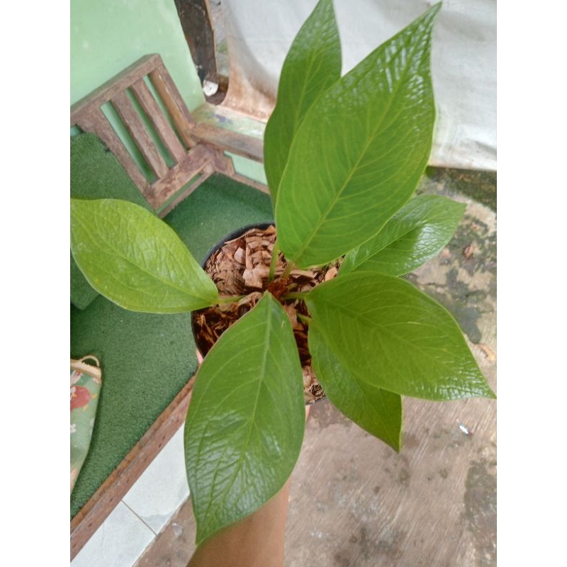 Jual Anthurium jemani cobra / Tanaman hias anturium jemani / tanaman ...