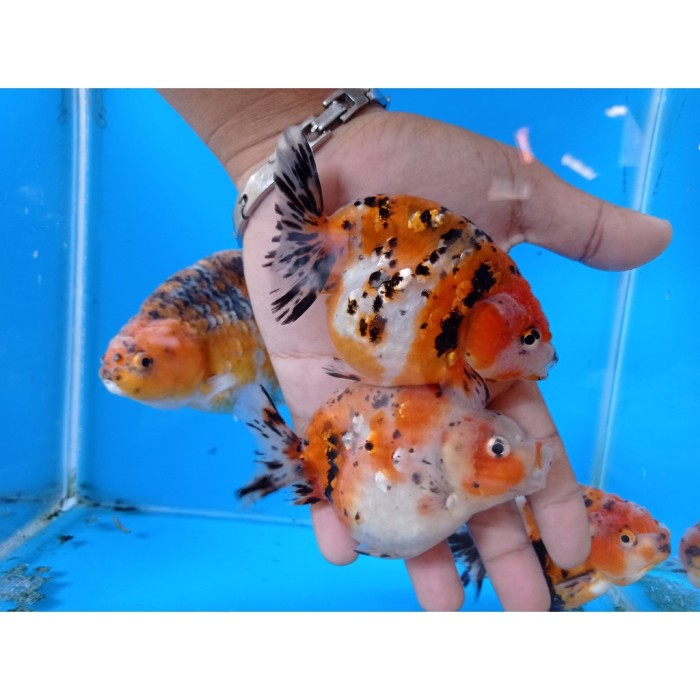 Jual IKAN HIAS RANCU RANCHU CALICO / IKAN MAS KOKI RANCU CALICO IKAN ...