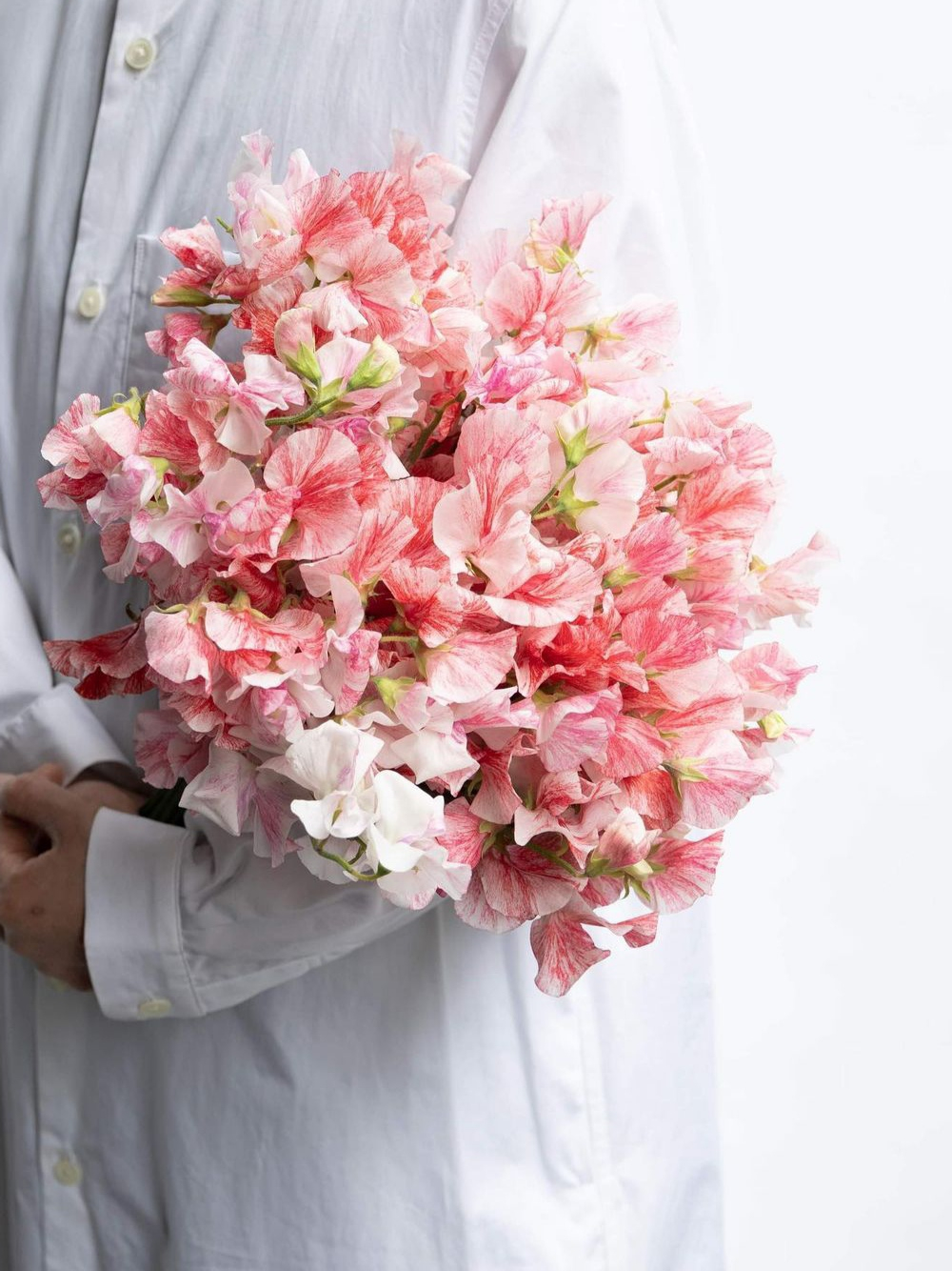 Jual 30 Benih Biji Bunga lathyrus odoratus Import orange splash ...