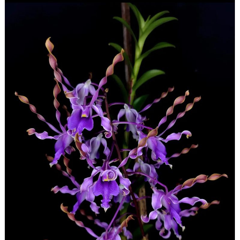 Jual Dendrobium Bengawan Solo 2 Shopee Indonesia