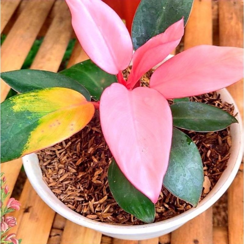 Jual Tanaman hias philodendron pink princess /philo pink princes ...