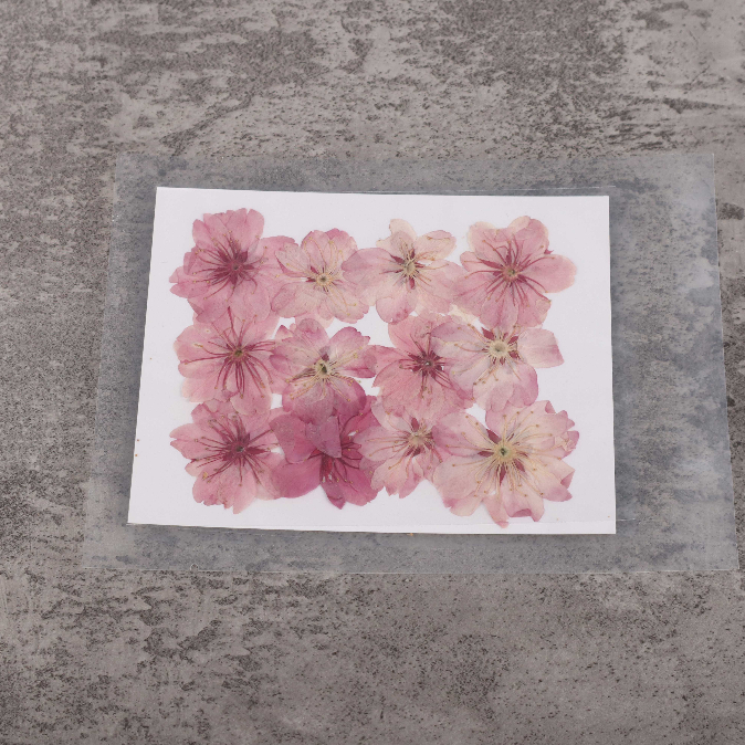 Jual CERITA RESIN - Bunga Kering Sakura Blossom (Japan Edition) Dried ...