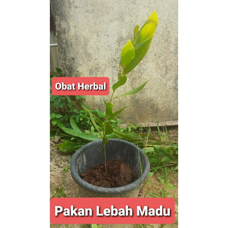 Jual Bibit Pohon Akasia Mangium | Shopee Indonesia