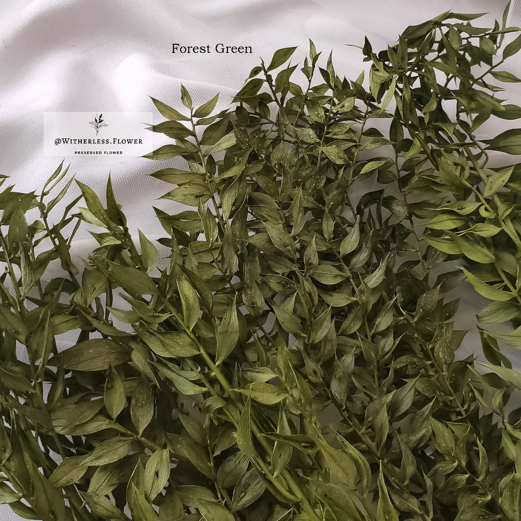 Jual 50 gr Preserved Ruscus Ruskus / Dried Flower Awetan / Bunga Kering ...