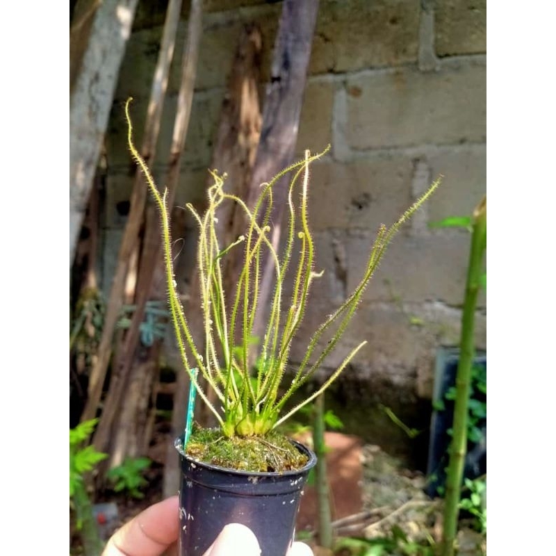 Jual Drosera Filiformis Tanaman pemakan serangga | Shopee Indonesia Jual Drosera Filiformis Tanaman pemakan serangga | Shopee Indonesia
