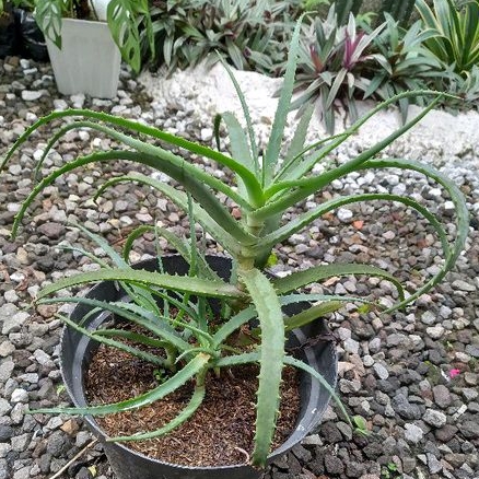Jual Tanaman hias lidah buaya mini,Tanaman lidah buaya mini,lidah buaya ...