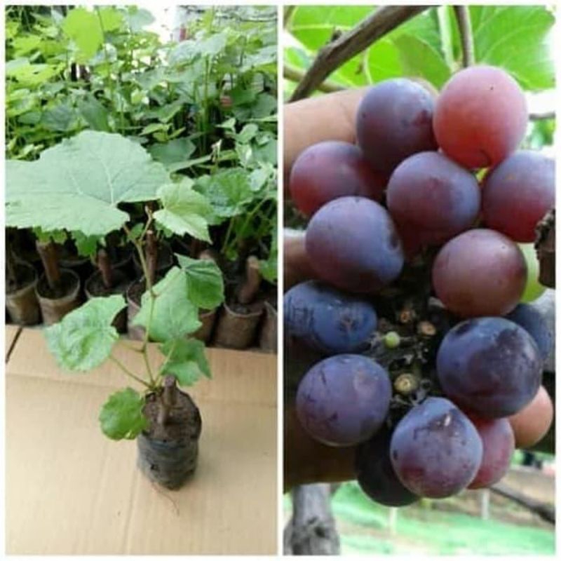 Jual Bibit Anggur Lokal Isabella | Shopee Indonesia