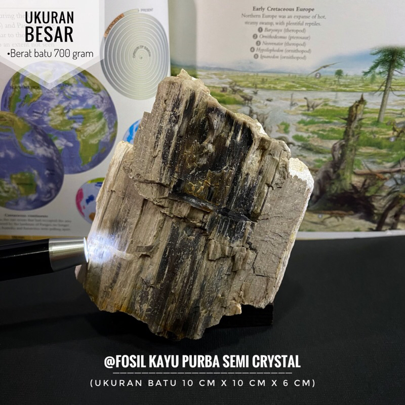 Jual Fosil Kayu Purba Semi Crystal E1 atau Fosil Tumbuhan atau Fosil ...