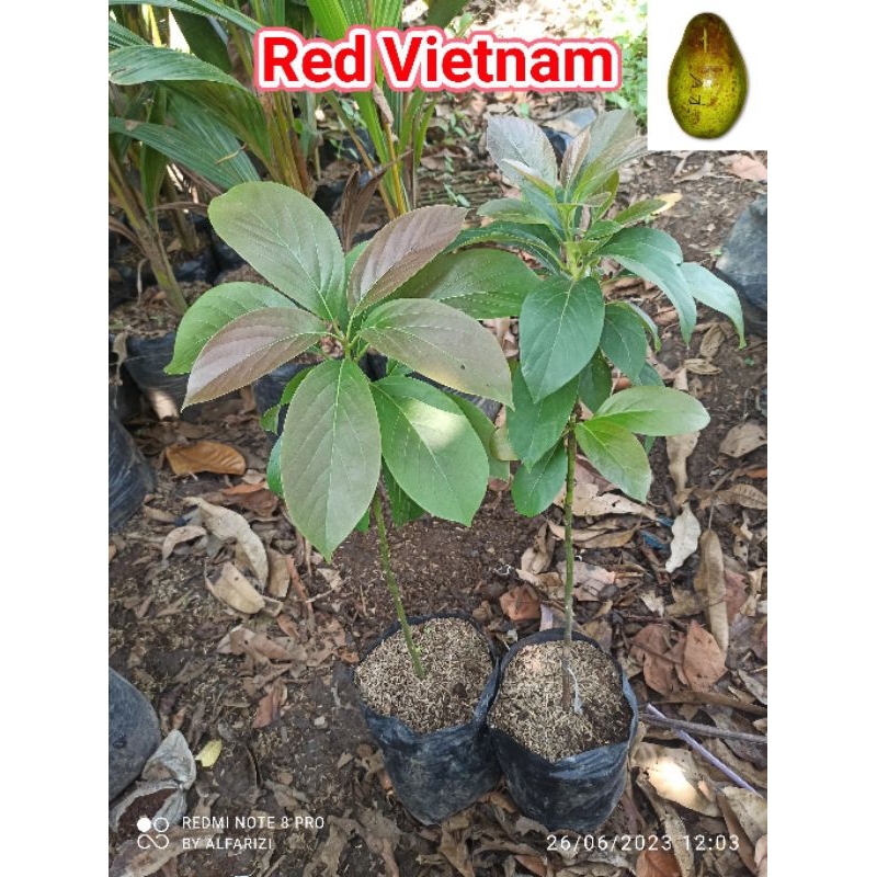 Jual bibit alpukat red Vietnam | Shopee Indonesia