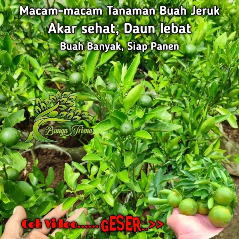 Jual TANAMAN POHON JERUK RIMBUN SUDAH BERBUAH LIMAU SONGKIT LEMON ...