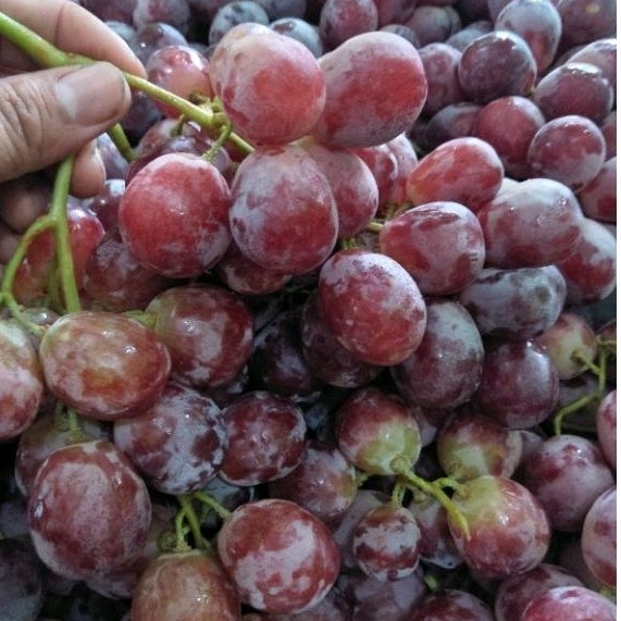 Jual Anggur Merah Manis/500 gr/1 kg | Shopee Indonesia