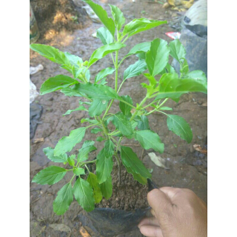 Jual bibit tanaman ruku ruku pohon daun ruku ruku tanaman herbal ...