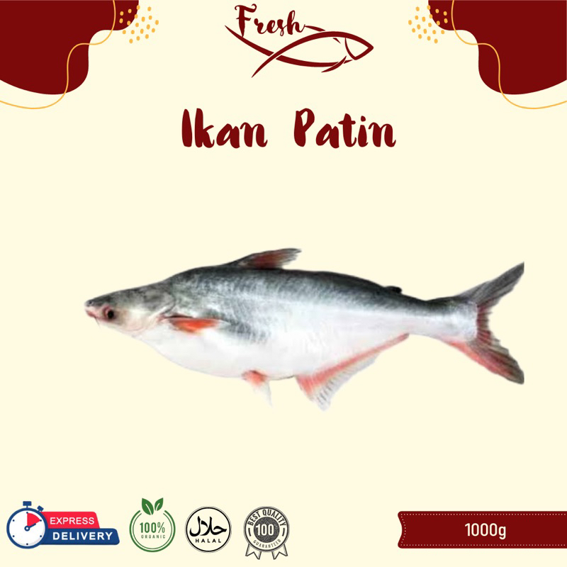 Jual IKAN PATIN FRESH 1kg | Shopee Indonesia