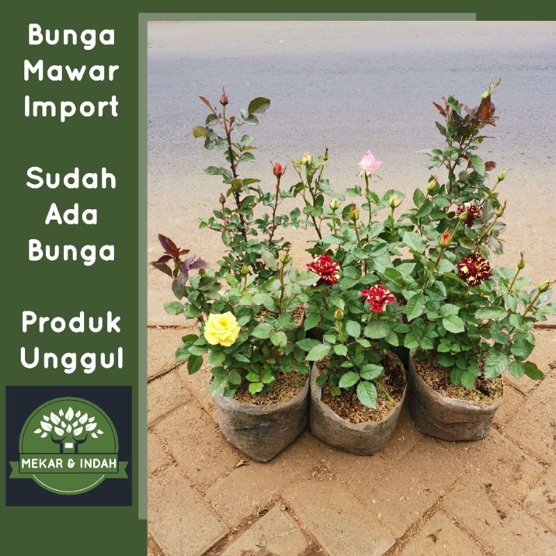 Jual Tanaman Bunga mawar import, pohon bunga mawar hidup sudah berbunga | Shopee Indonesia