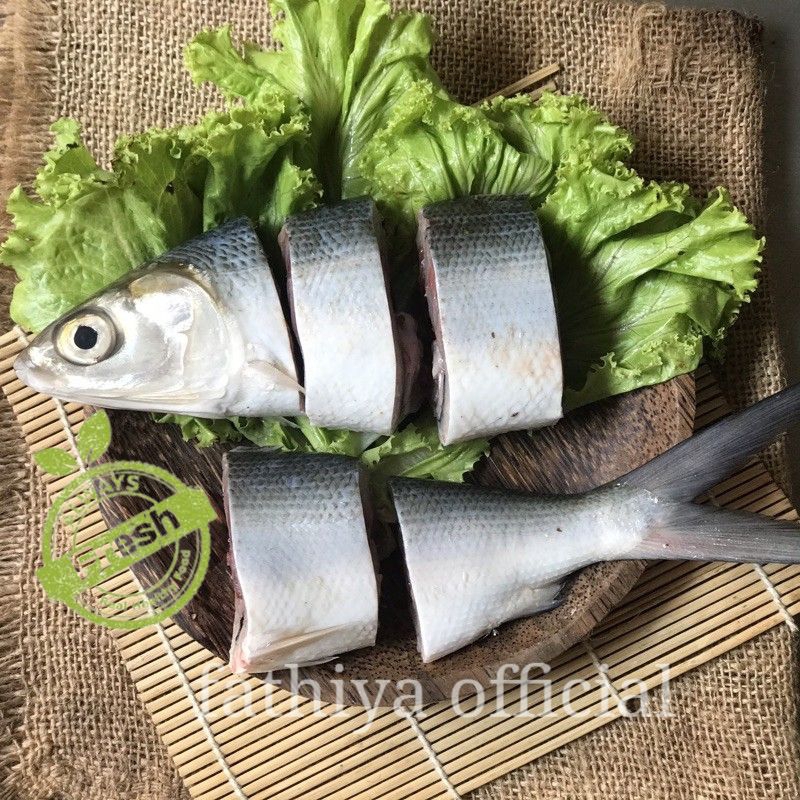 Jual Ikan Bandeng Segar | naga_exspress | Shopee Indonesia