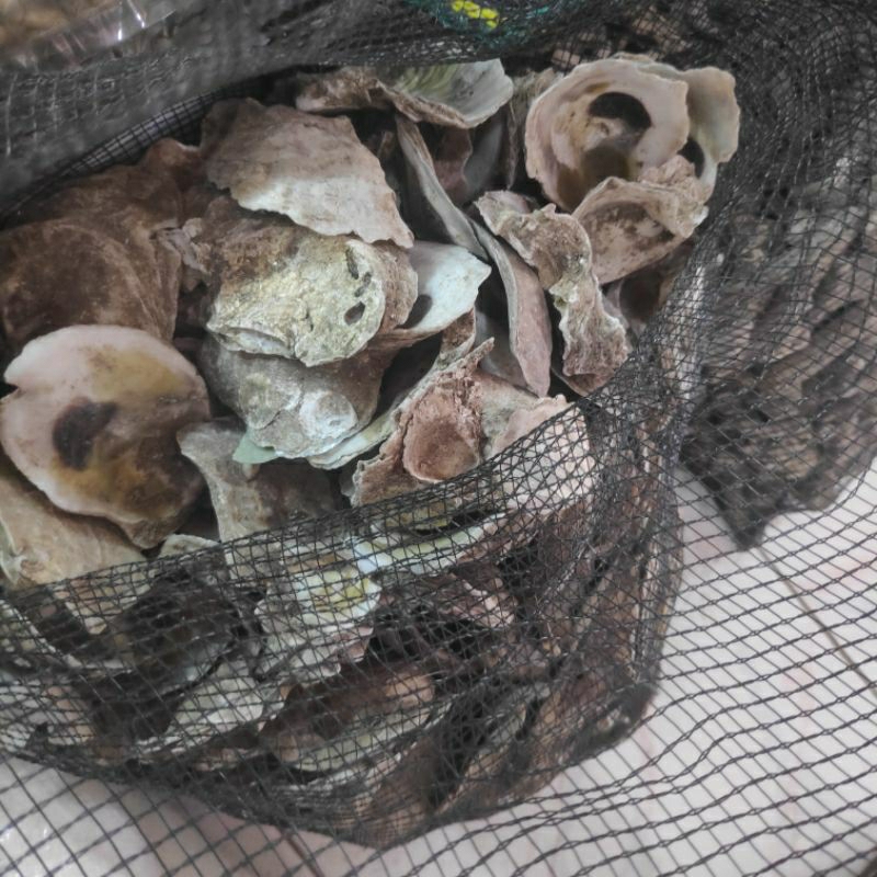 Jual Oyster Shell Media Filter Kolam Aquarium | Shopee Indonesia
