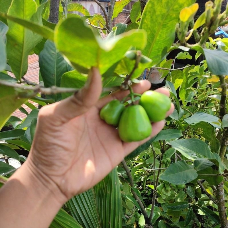 Jual jambu air siap berbuah berbunga | Shopee Indonesia