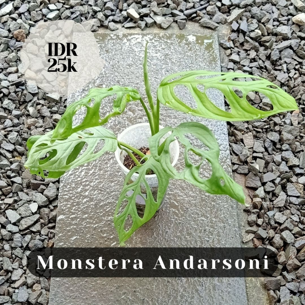 Jual Monstera Andarsoni 5 daun | Shopee Indonesia