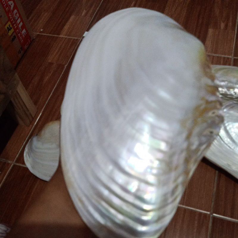 Jual CANGKANG KERANG KOPANG LEMBARAN | Shopee Indonesia