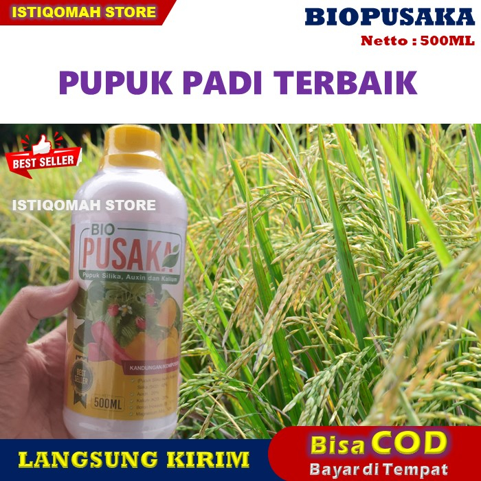 Jual Pupuk Silika untuk Padi Asem aseman TERBAIK BIO PUSAKA 500ML Pupuk Trend Tanaman Padi yang ...