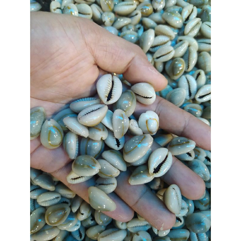 Jual Biji Congklak Asli kiloan 1 Kg / Kuwuk Kuwuk Kerang Asli | Shopee ...