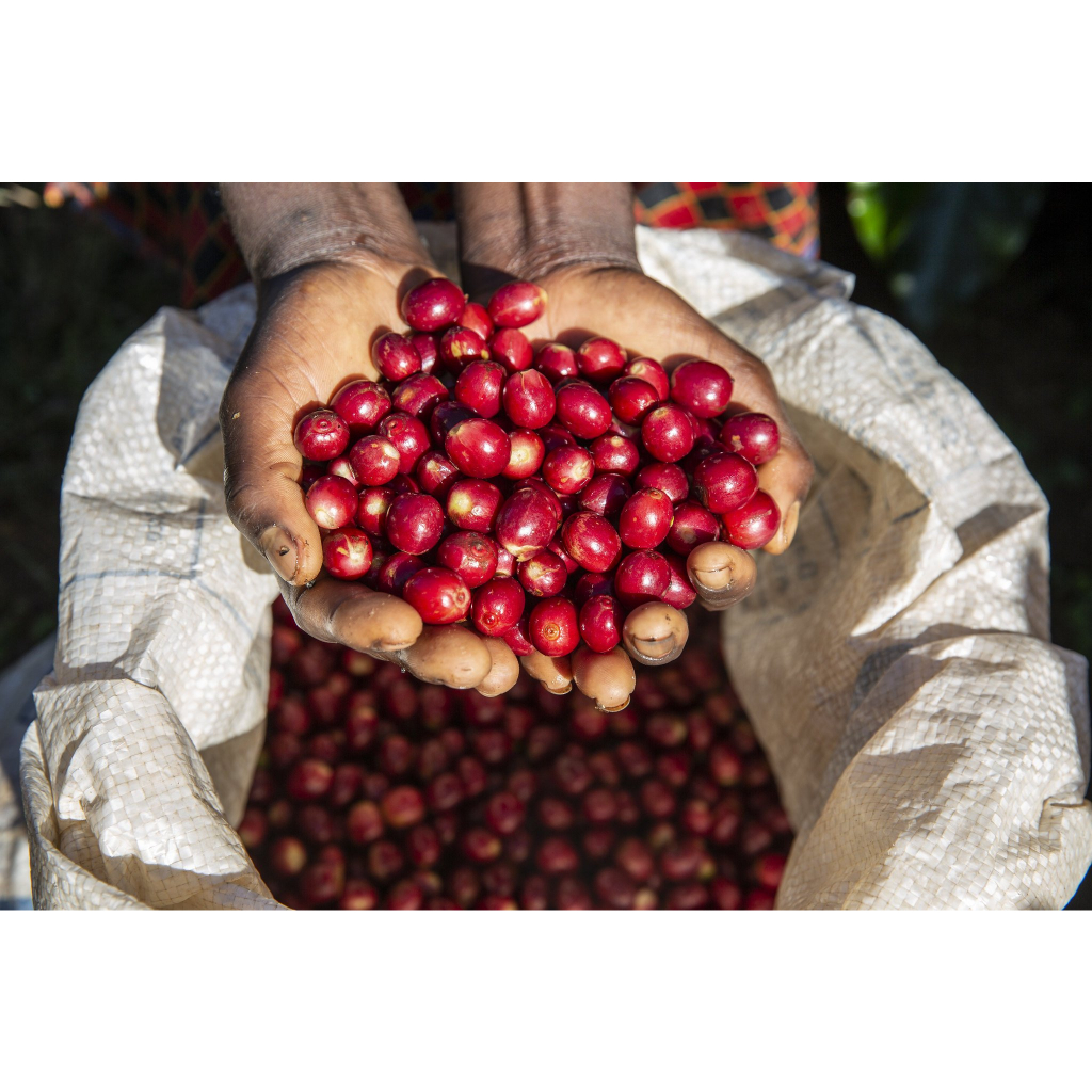 Jual Buah Kopi Cherry Arabica Fresh 1 kg Bandung | Shopee Indonesia