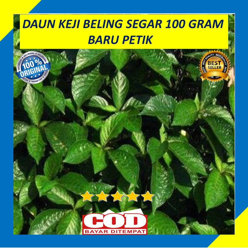 Jual Daun Keji Beling Segar Pecah Ngokilo 100 Gram Herbal Organik ...