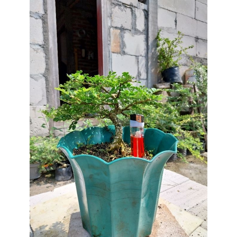 Jual Bonsai kawista batu // bonsai jadi // bonsai mame // tanaman hias ...