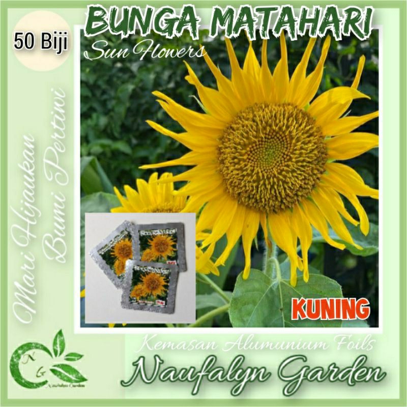 Jual 50 Benih Biji Bunga Matahari Sun Flower Kemasan Alumunium Foils | Shopee Indonesia
