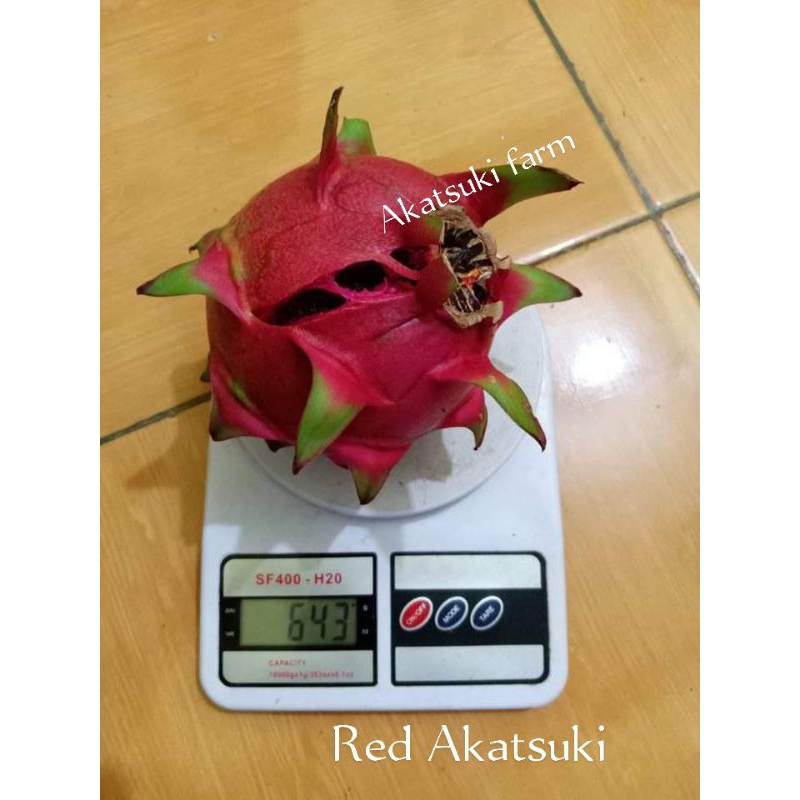 Jual bibit stek buah naga Red Akatsuki, hasil karya anak bangsa ...