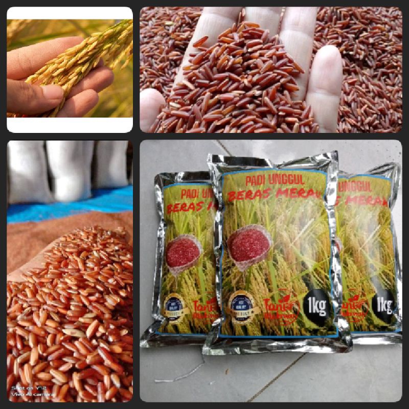 Jual benih padi beras merah 1kg ori | Shopee Indonesia