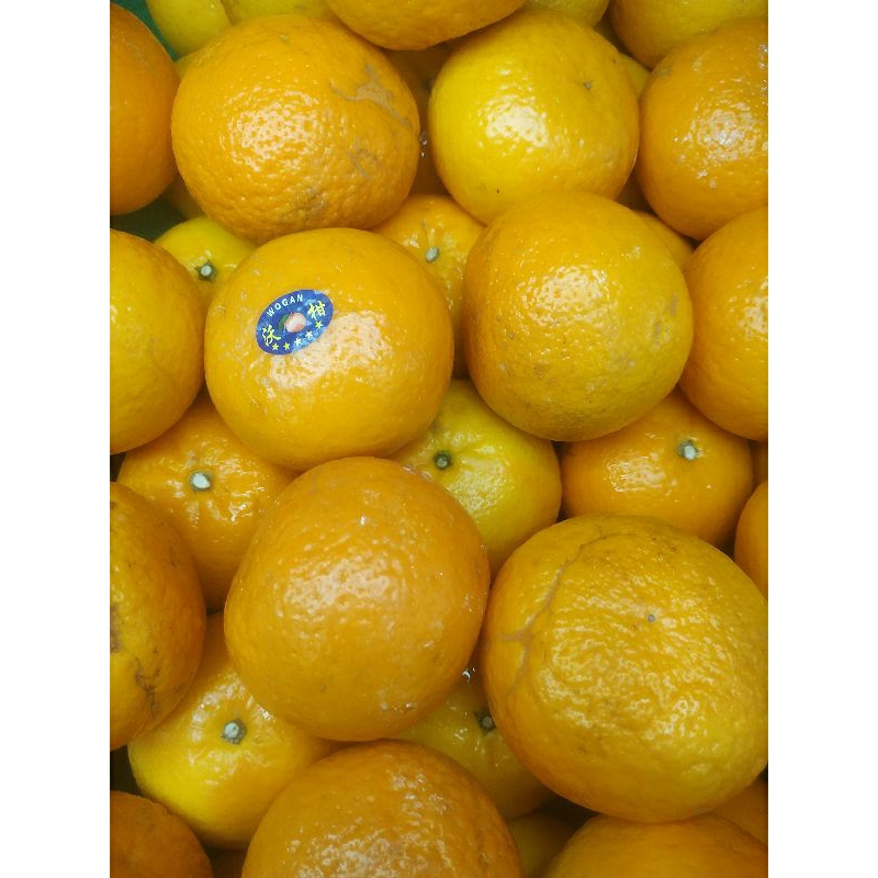 Jual JERUK MANDARIN WOGAN MURCOT 1 KG | Shopee Indonesia