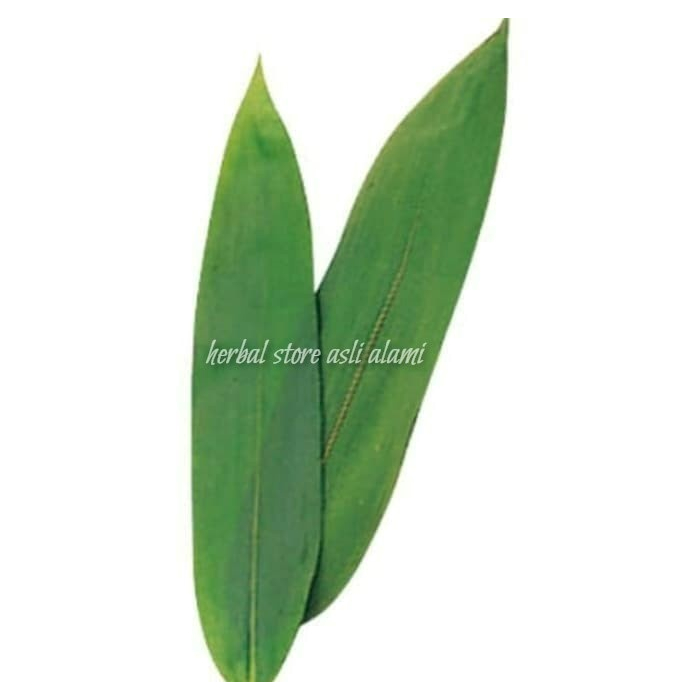 Jual 100 LEMBAR DAUN BACANG / DAUN BAKCANG / DAUN KICANG / DAUN BAMBU ...