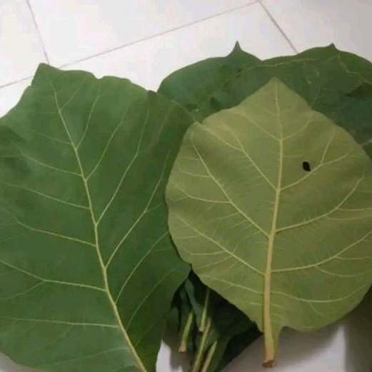 Jual Daun jati pembungkus makanan tradisional 1kg | Shopee Indonesia