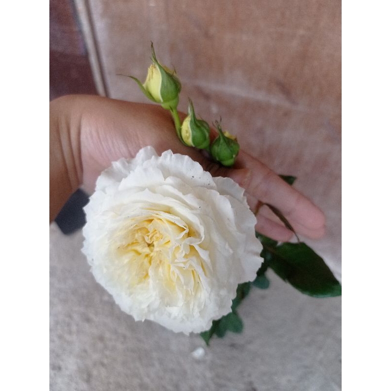 Jual Mawar Import Indukan Full Metan 2 kg | Shopee Indonesia