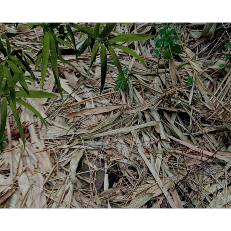 Jual Daun Bambu Kering (POC) Menyuburkan Tanah 250 gram | Shopee Indonesia