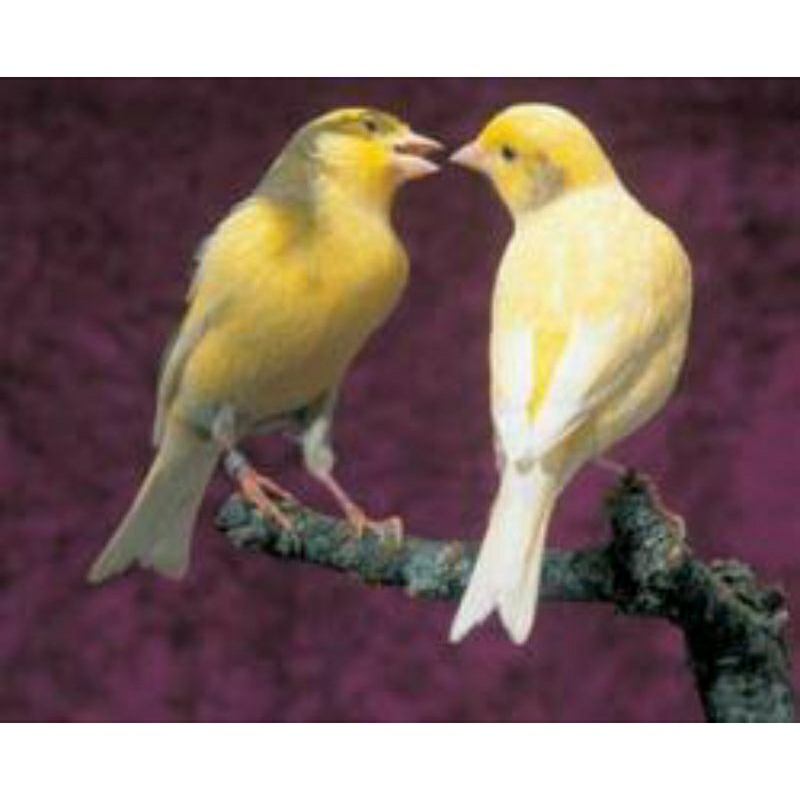 Jual BURUNG KENARI SEPASANG | Shopee Indonesia