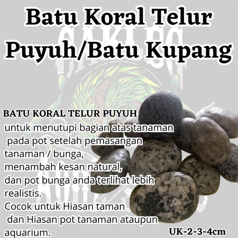 Jual BATU KORAL/BATU KUPANG-1000GR/BATU HIAS/BATU AQUARIUM/BATU TAMAN ...