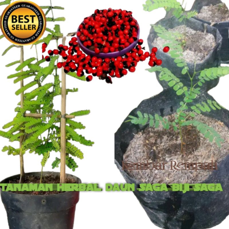 Jual Tanaman Herbal Daun Saga (Abrus precatorius L) | Shopee Indonesia