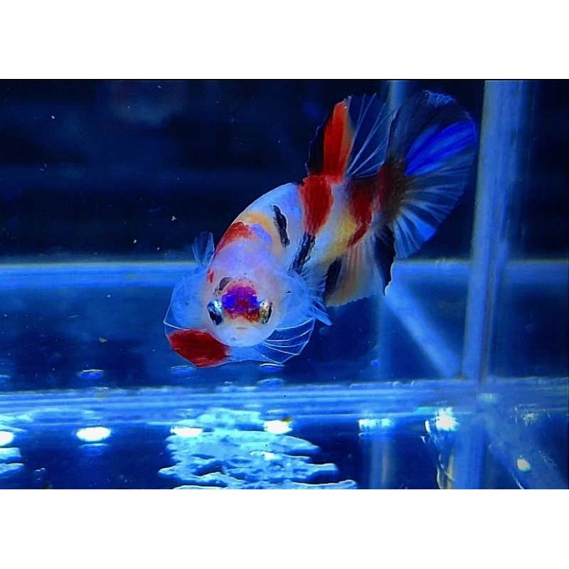 Jual cupang Multicolour bahanan ( yellow base & Nemo galaxy ) | Shopee ...