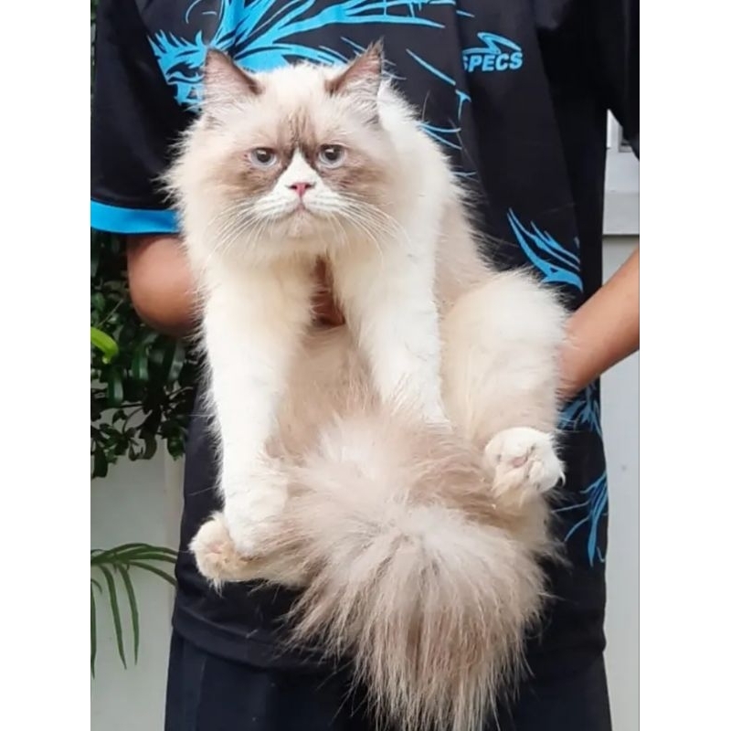 Jual KUCING RAGDOLL SIMETRIS JANTAN 12 BULAN MATA BIRU SUDAH VAKSIN ...